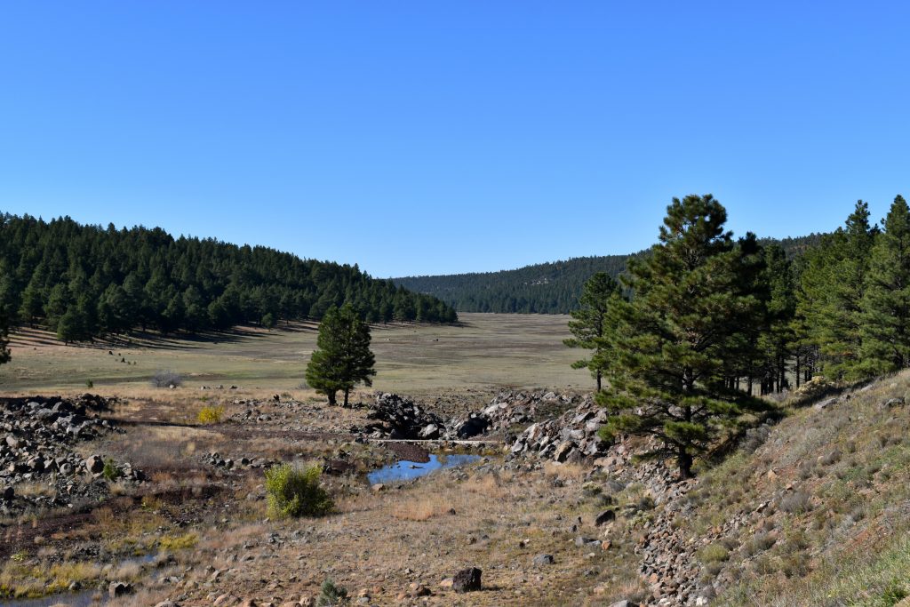 Forest restoration in northern Arizona aimed at cutting costs for ...